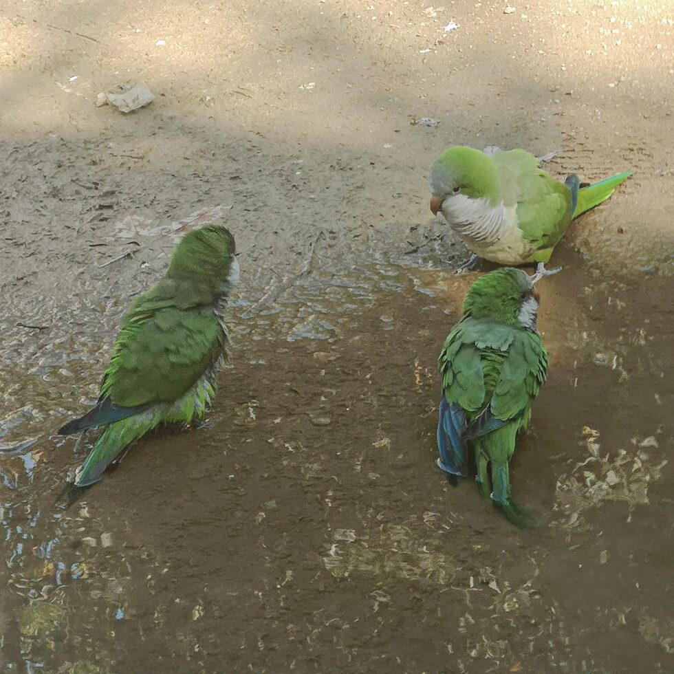 Las cotorras argentinas en el parque del barrio | Antropología de la ...