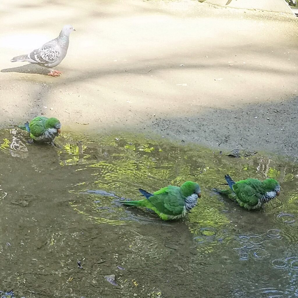 Las cotorras argentinas en el parque del barrio | Antropología de la ...
